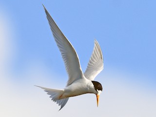 Australian Fairy Tern - eBird