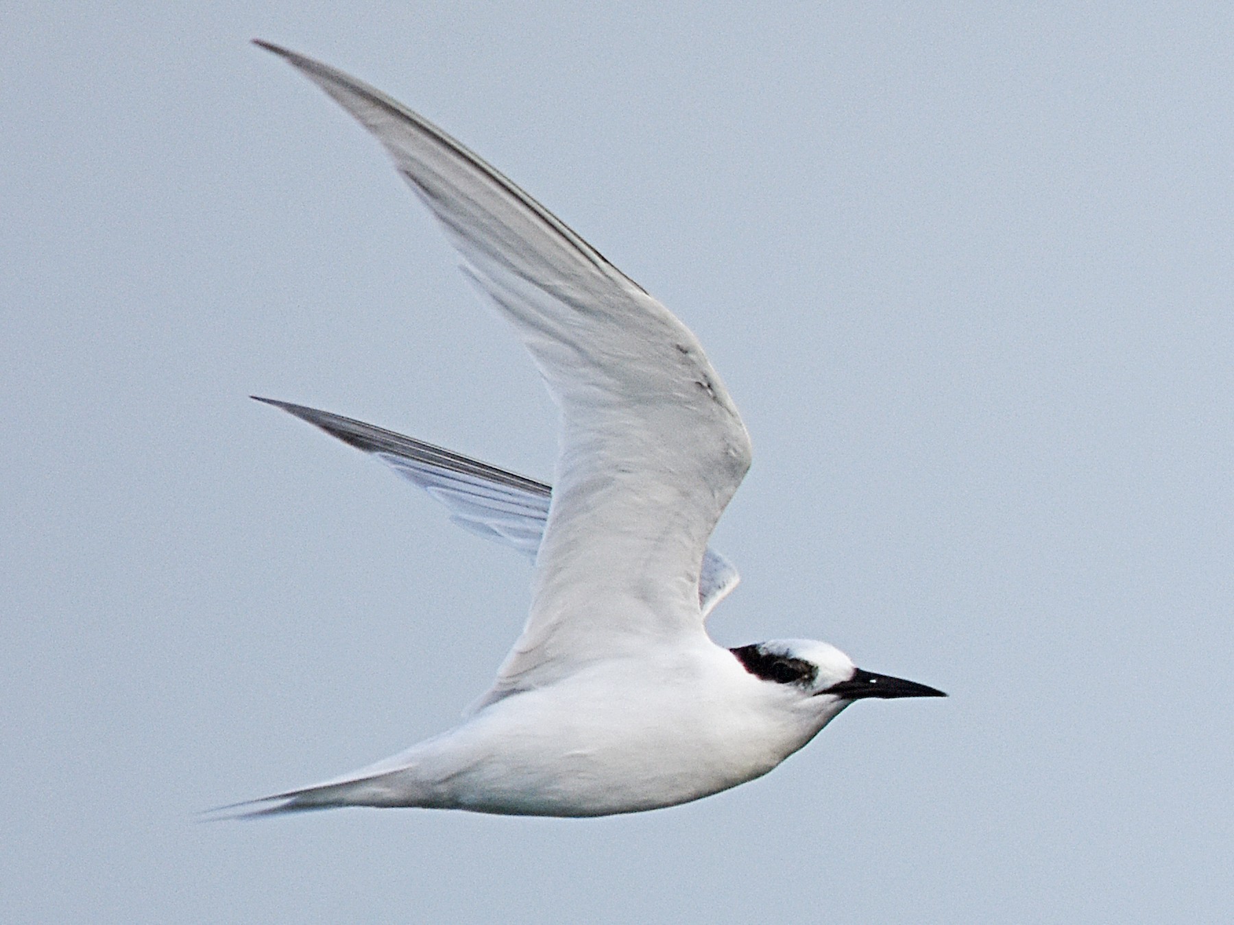 Australian Fairy Tern - eBird