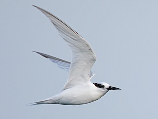 Fairy Tern - eBird