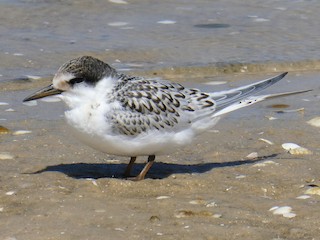 Australian Fairy Tern - eBird