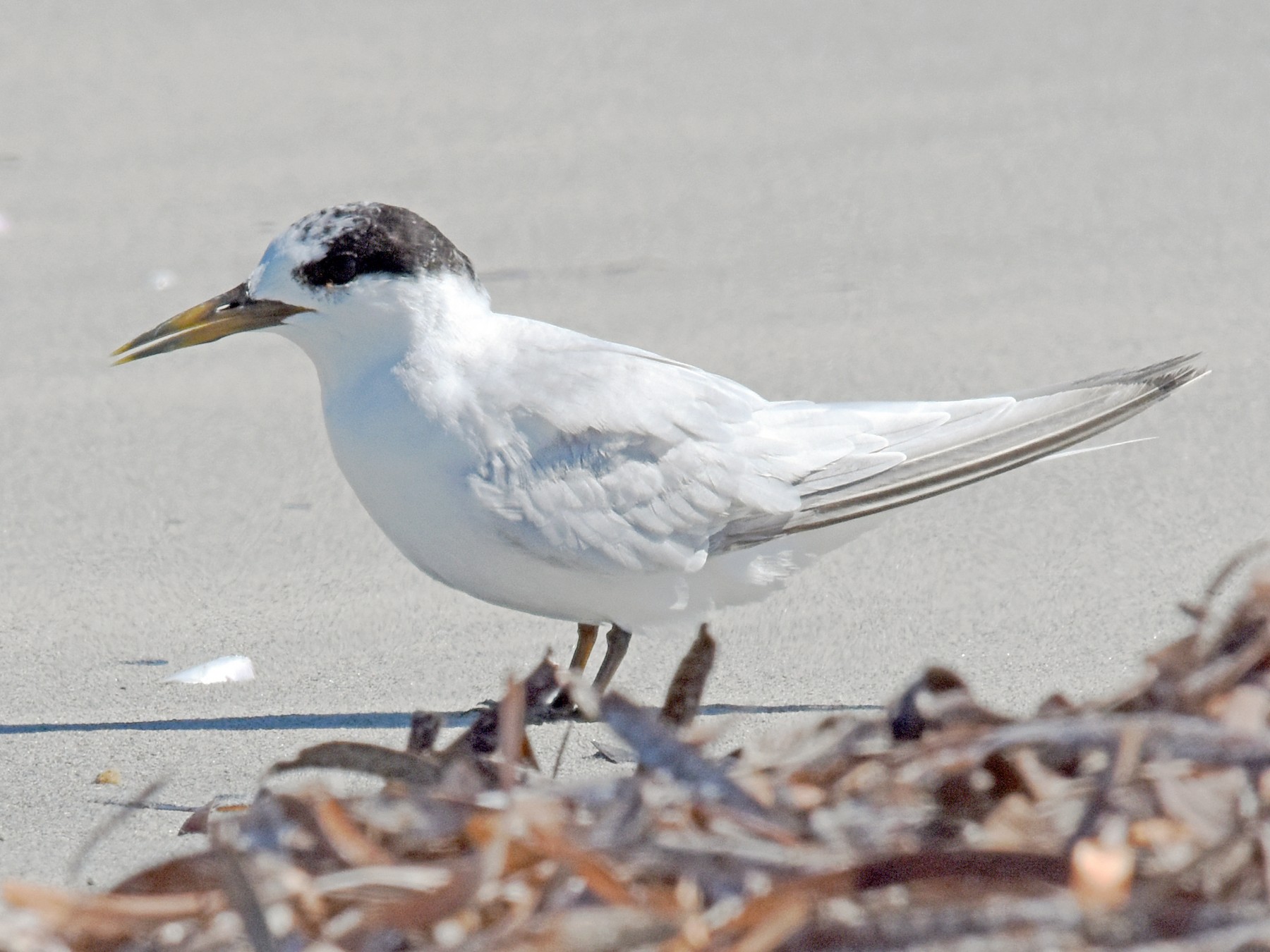 Australian Fairy Tern - eBird