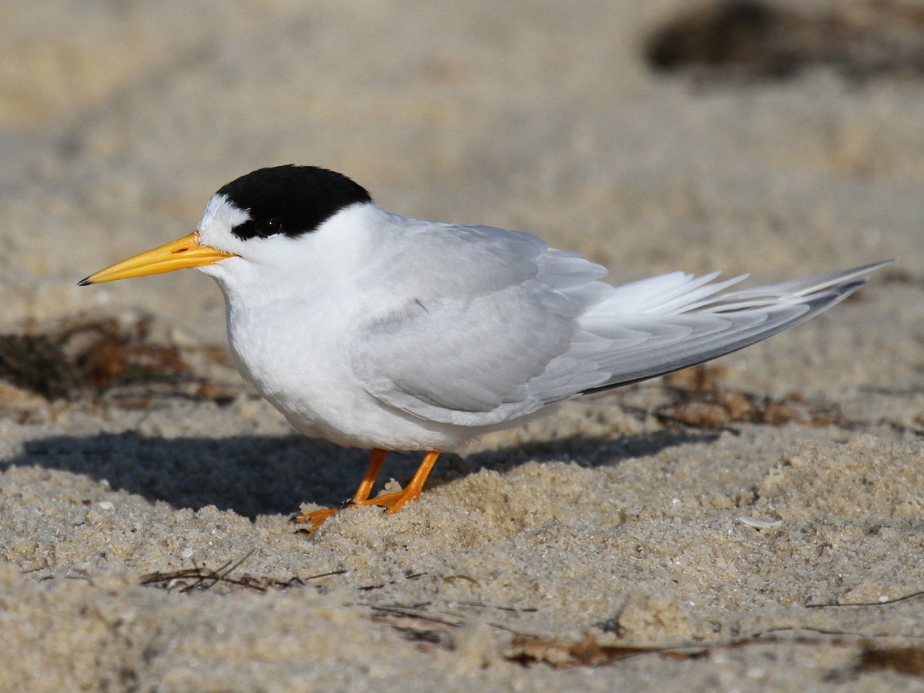 Australian Fairy Tern - eBird