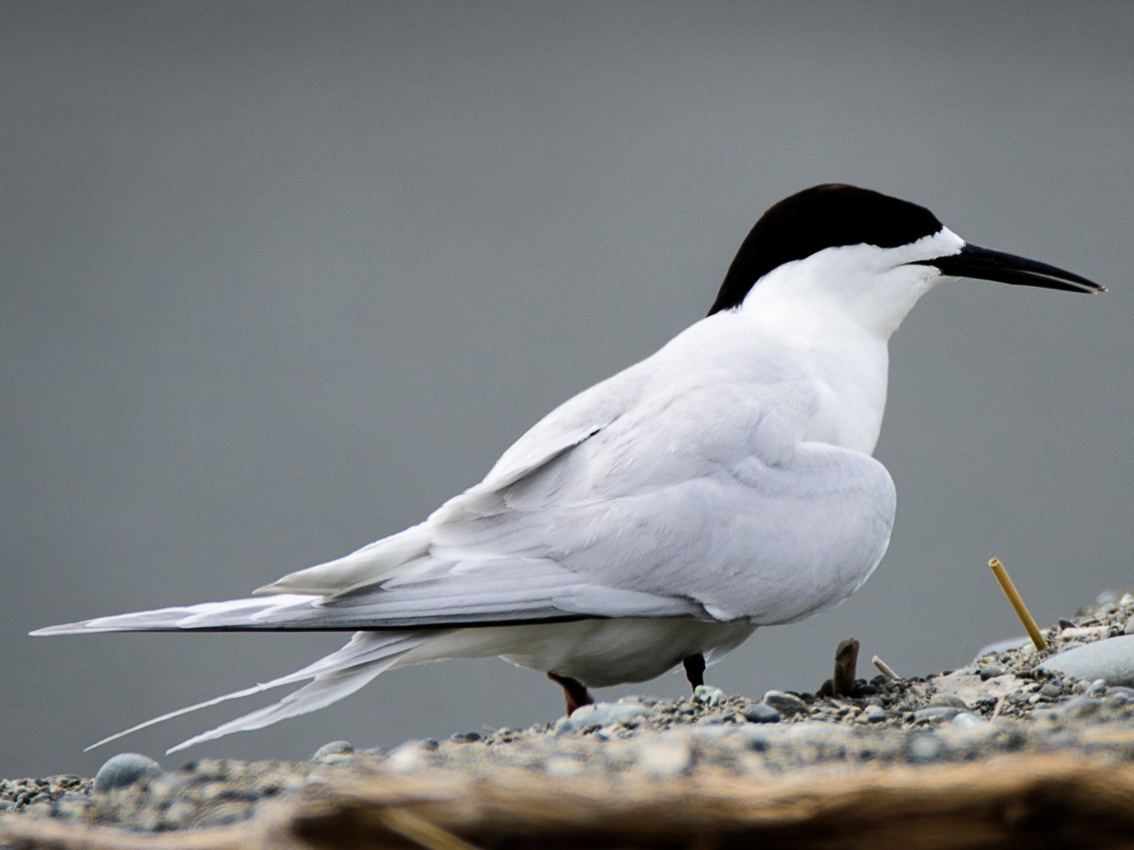 White-fronted Tern - eBird
