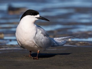 White-fronted Tern - eBird