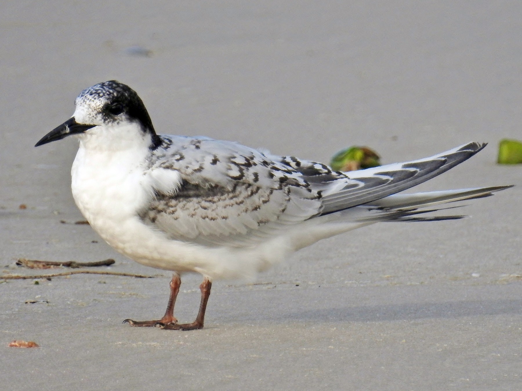 White-fronted Tern - eBird