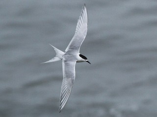 White-fronted Tern - eBird