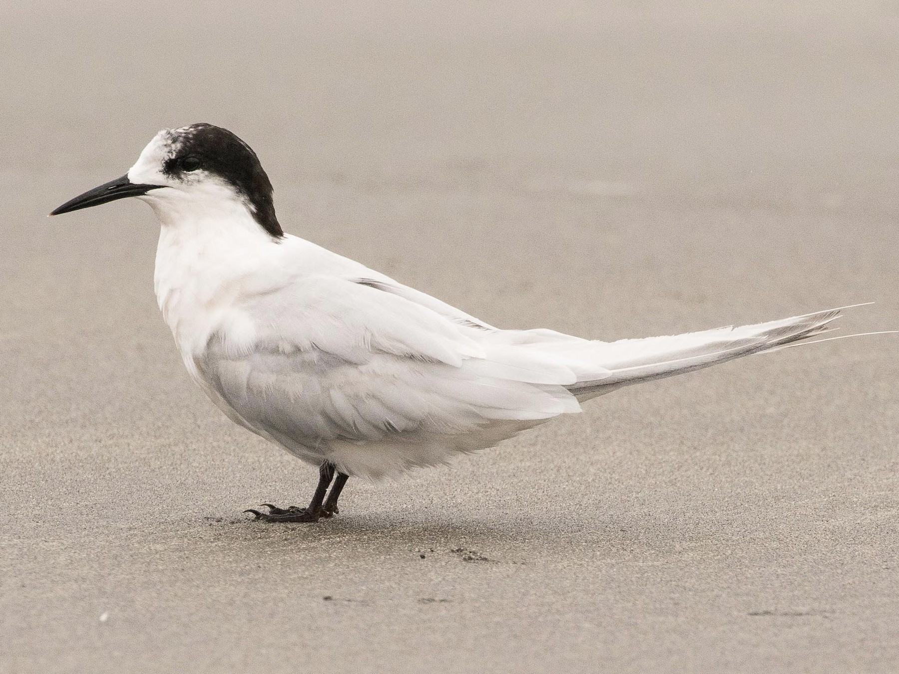 White-fronted Tern - eBird