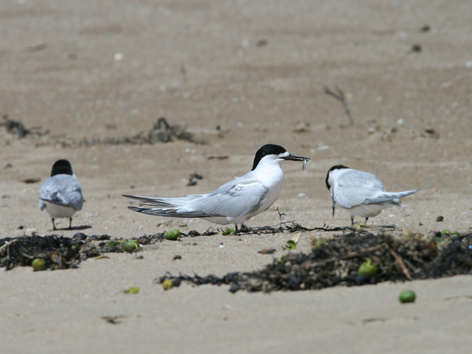 White-fronted Tern - eBird