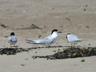 White-fronted Tern - eBird