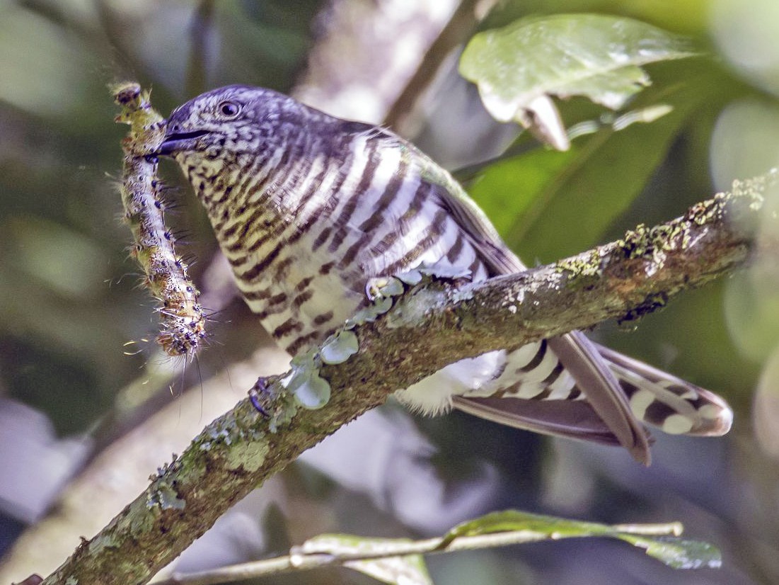 Cuclillo broncíneo - eBird