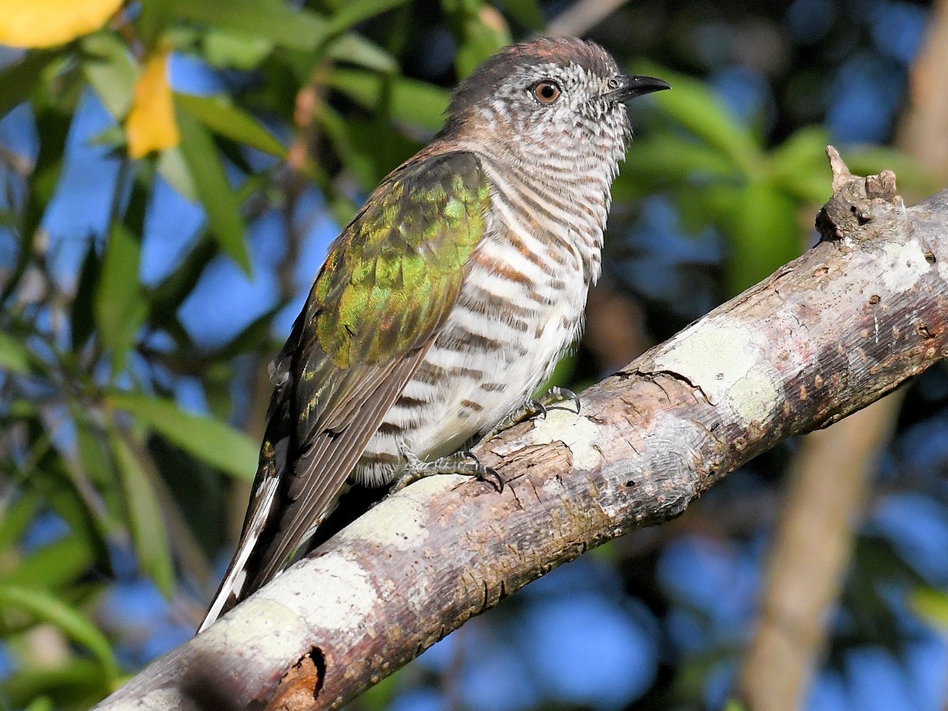Shining Bronze-Cuckoo - eBird