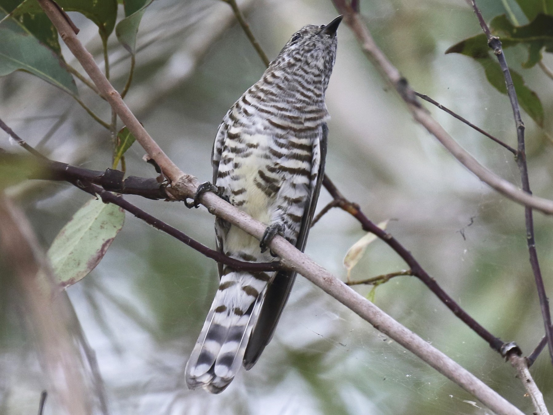 Shining Cuckoo - eBird