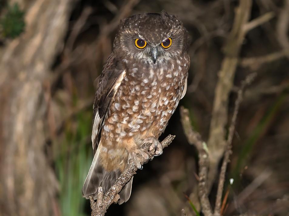 Tasmanian Boobook - eBird