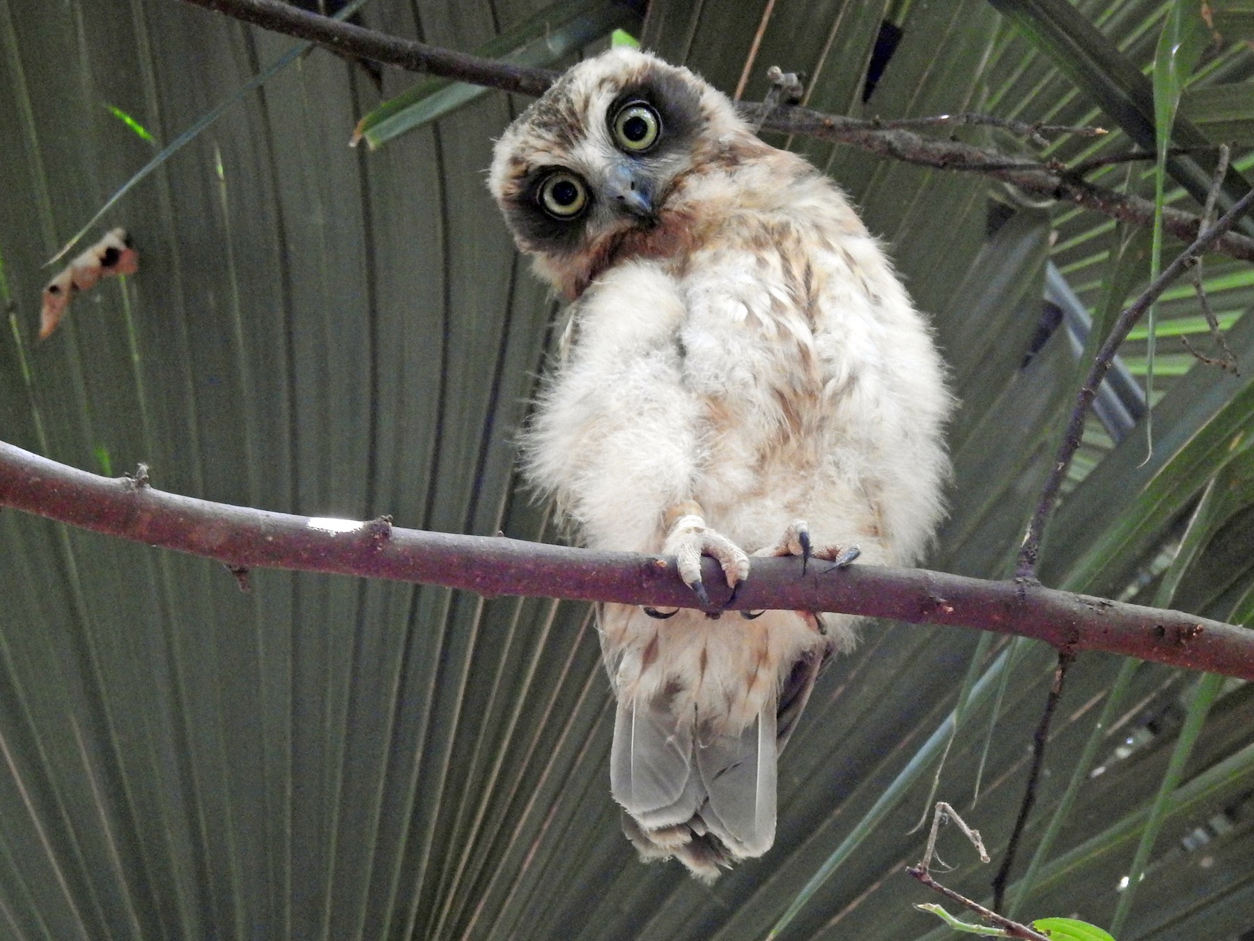 Southern Boobook - eBird