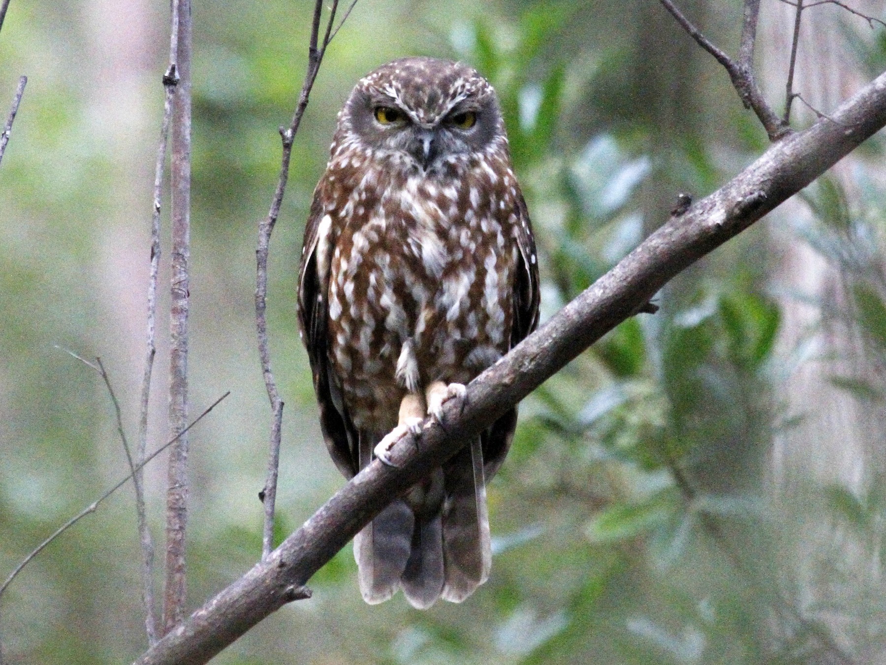 Morepork - eBird