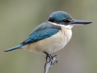 Sacred Kingfisher - eBird