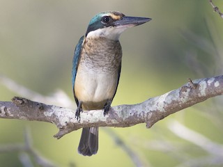 Sacred Kingfisher - eBird