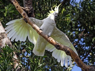 Sulphur-crested Cockatoo - eBird