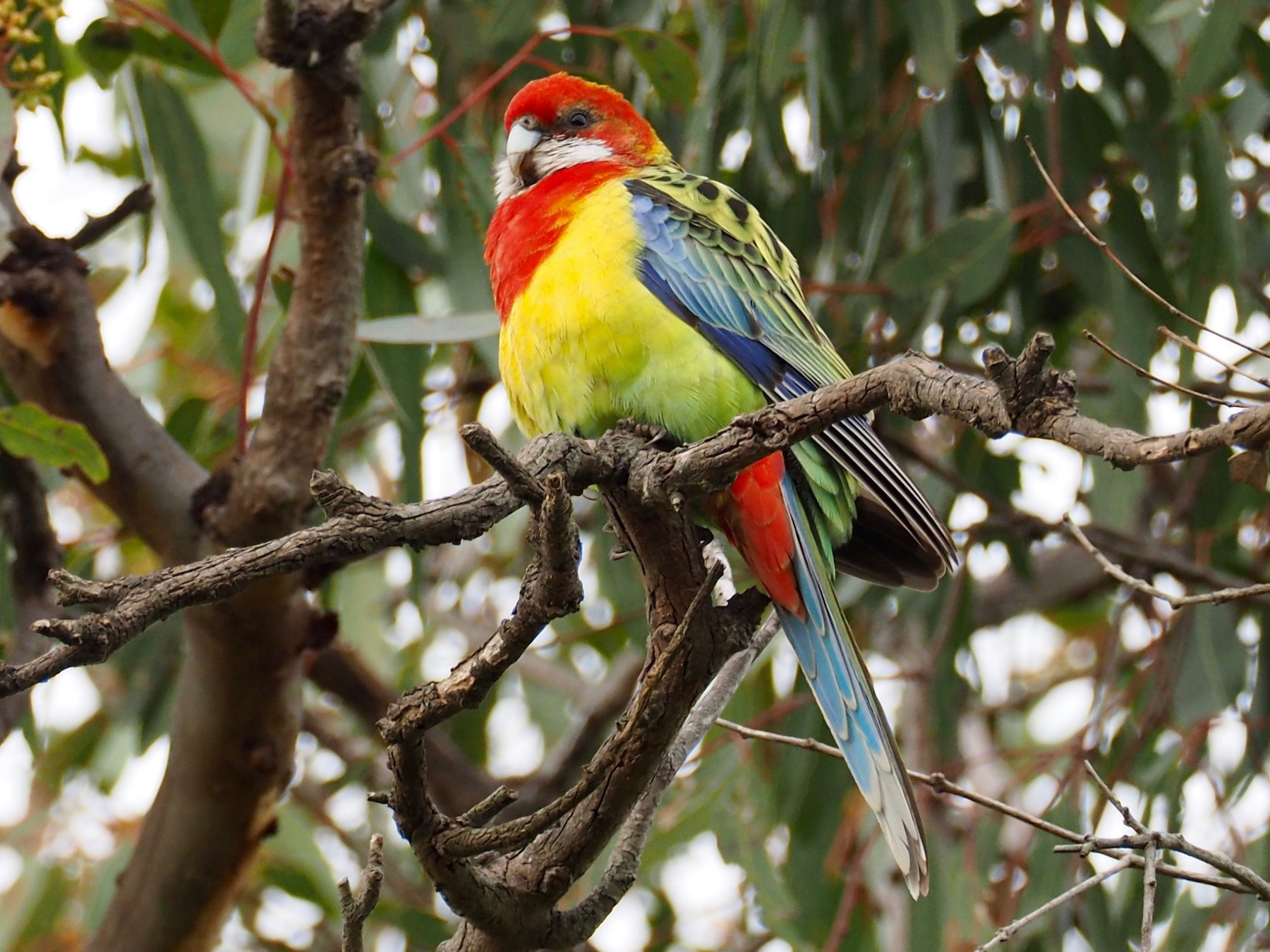Eastern Rosella