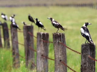 Australian Magpie - eBird