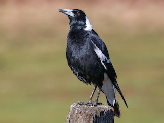 Australian Magpie - New Zealand Bird Atlas