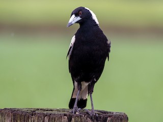 Australian Magpie - eBird