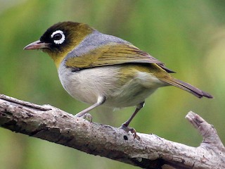 Silvereye - eBird