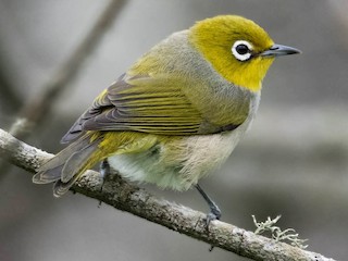 Silvereye - Zosterops lateralis - Birds of the World