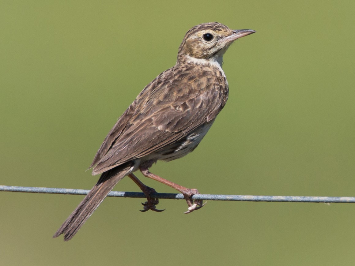 Australian Pipit - eBird