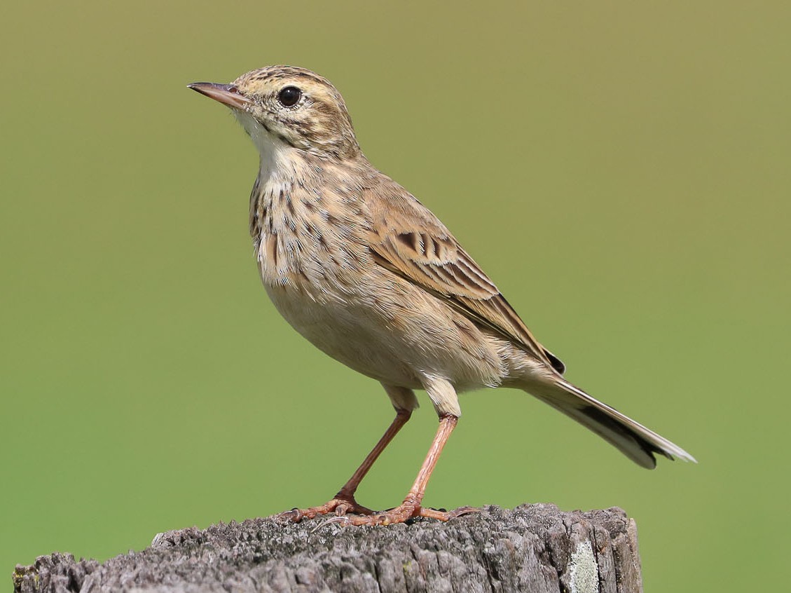 Australian Pipit - eBird