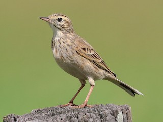 Australian Pipit - eBird
