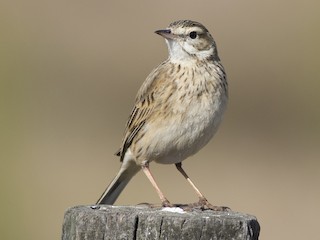 Australian Pipit - eBird