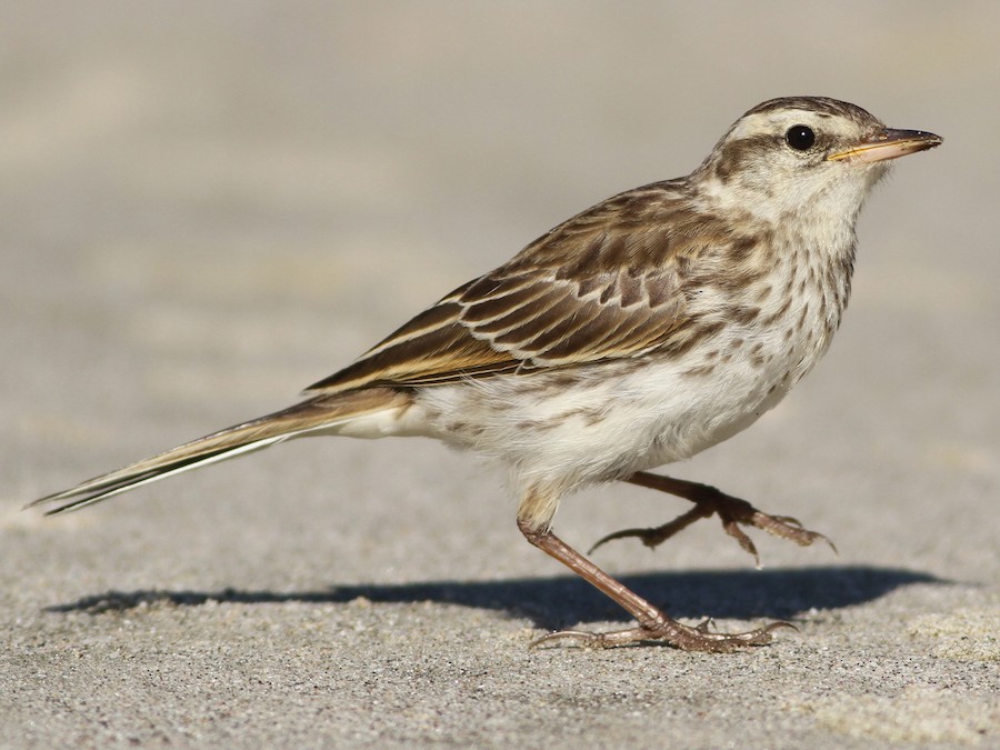 New Zealand Pipit - eBird