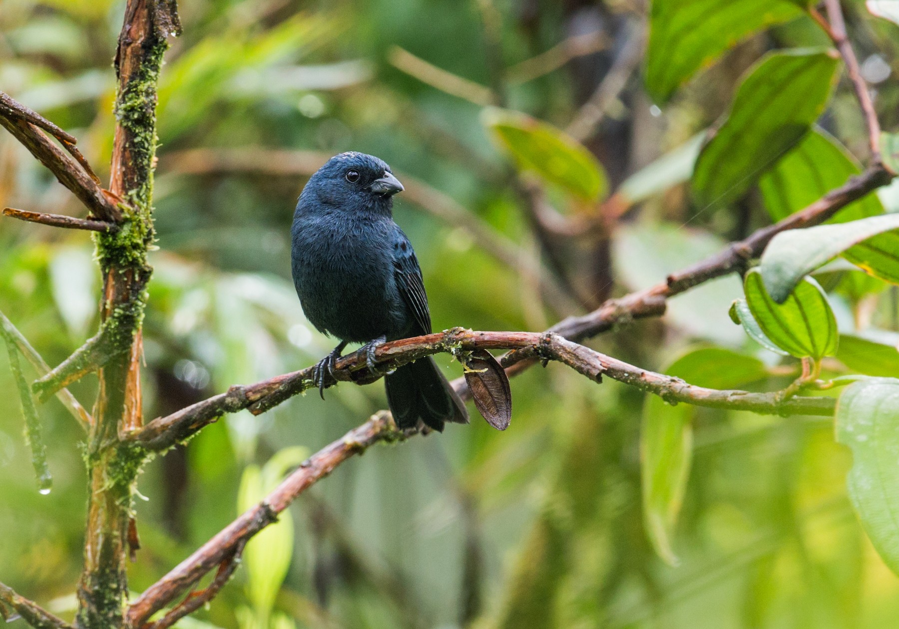 Blue Seedeater (Equatorial) - eBird