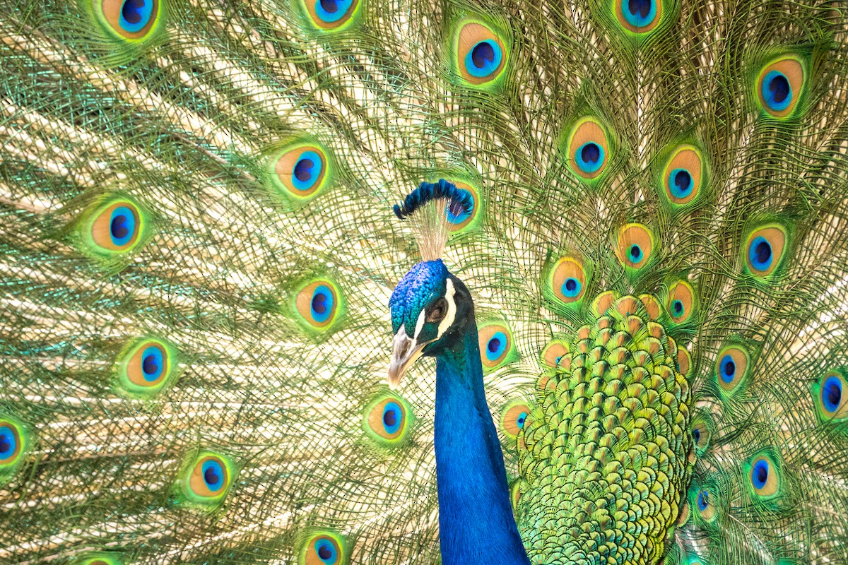 Pavo Real