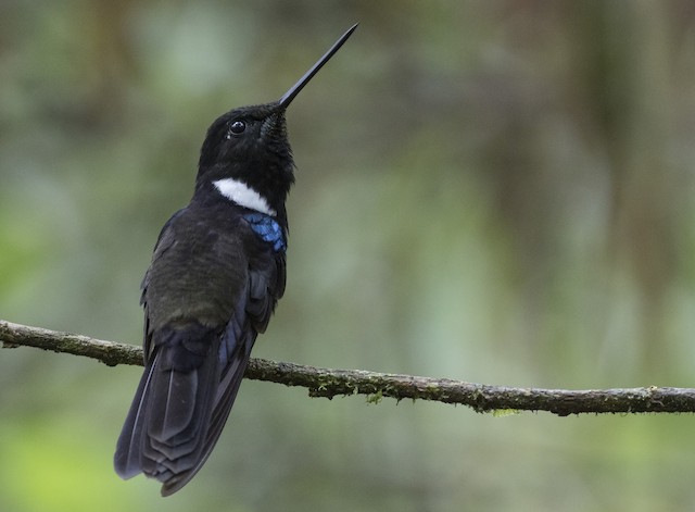 Black Inca Hummingbird