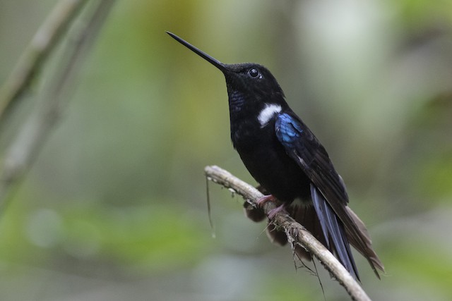 Black Inca Hummingbird