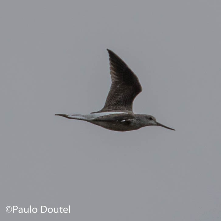 eBird Checklist - 11 Oct 2018 - Parco Regionale della Maremma - 27 species