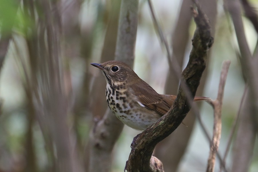 Hermit Thrush (faxoni/crymophilus) - eBird