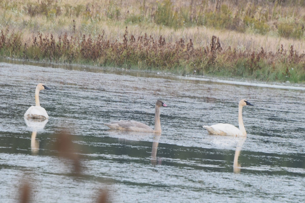 eBird Checklist - 14 Oct 2018 - Killdeer Plains Wildlife Area (Wyandot ...