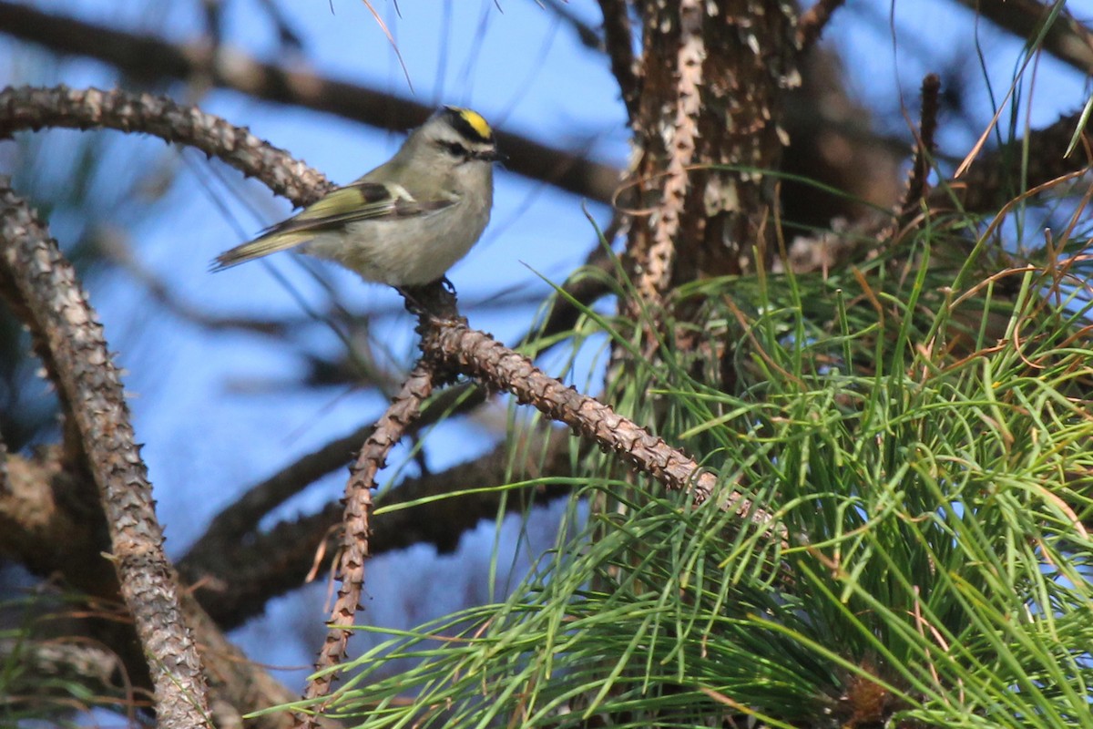 eBird Checklist - 13 Oct 2018 - **Back Bay NWR - 18 species
