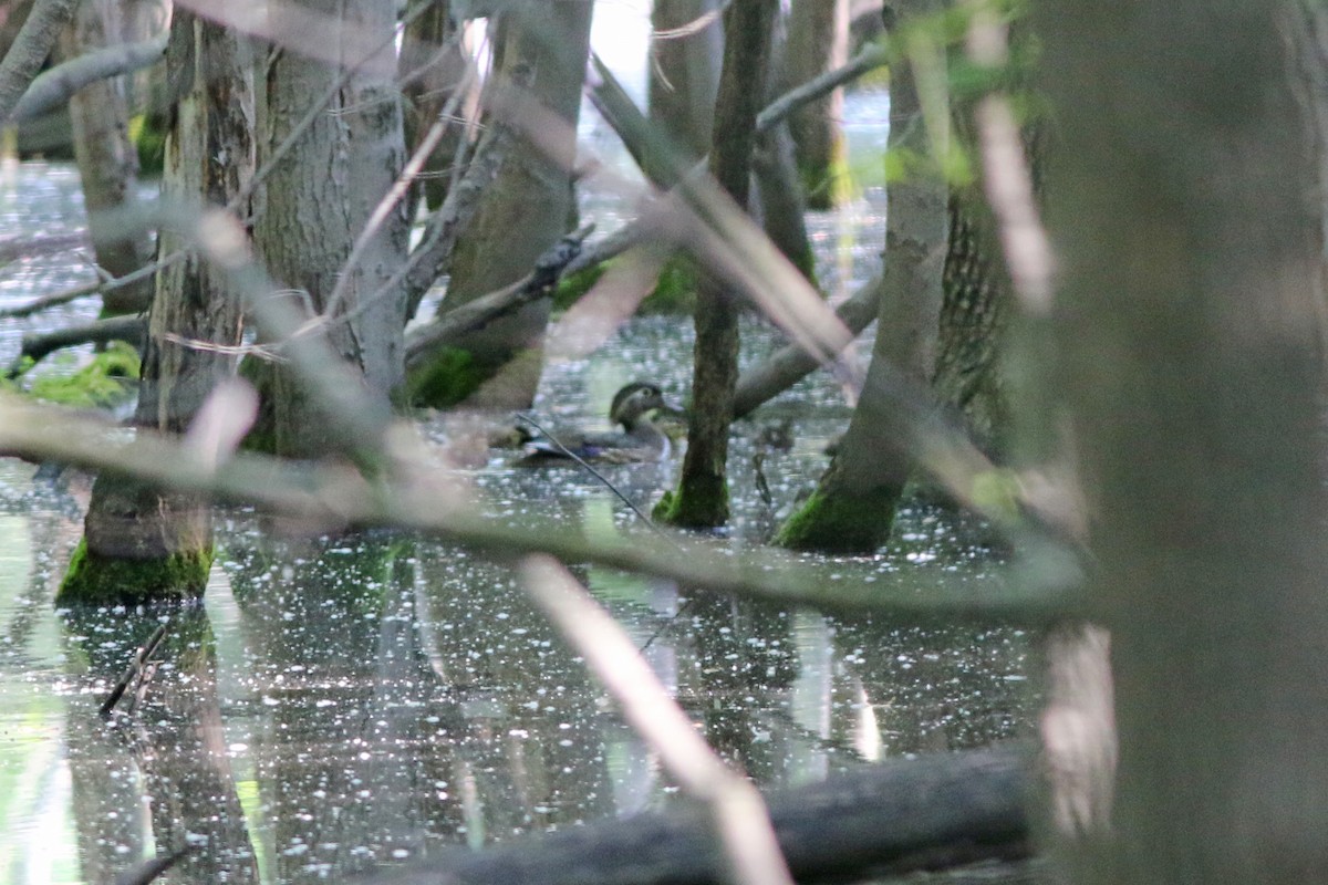 eBird Checklist - 28 May 2015 - LaBagh Woods Forest Preserve - 40 ...