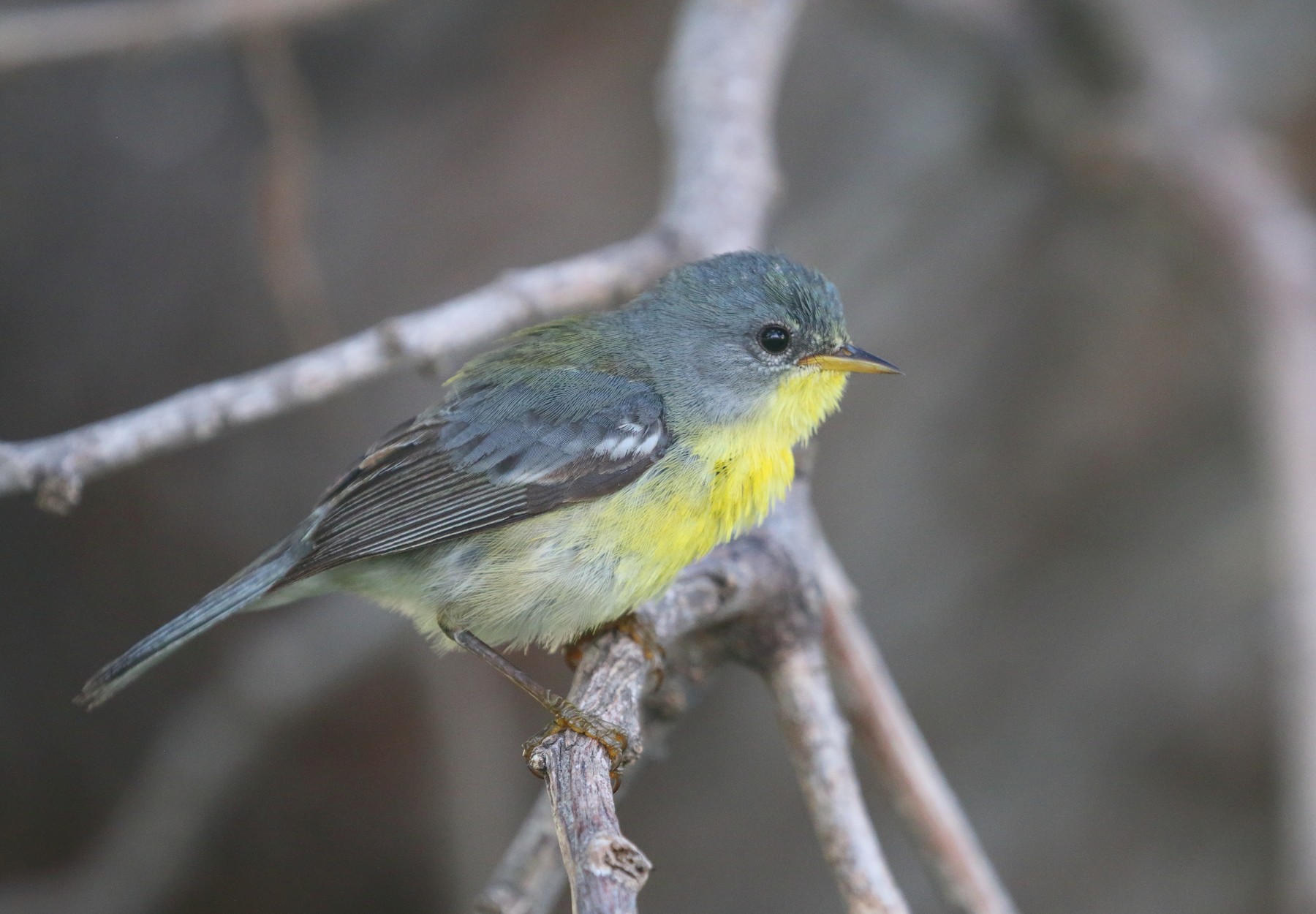Tropical Parula (Socorro I.) - eBird