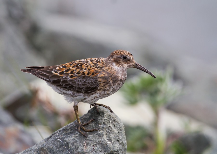 Rock Sandpiper (couesi) - eBird