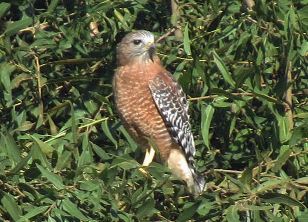eBird Checklist - 16 Oct 2018 - Frank G. Bonelli RP/Puddingstone ...