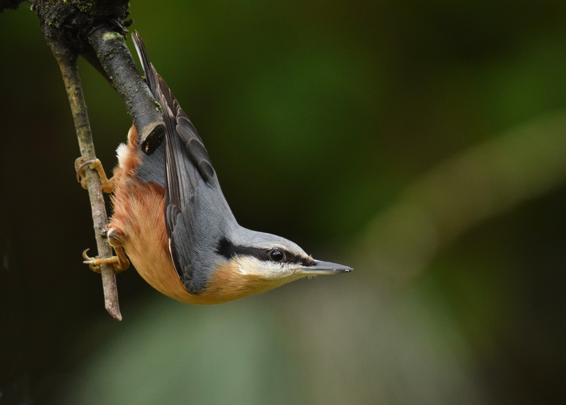 Trepador azul (grupo europaea) - eBird
