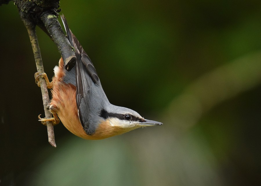 ゴジュウカラ（europaea グループ） - eBird