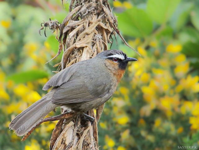 Nilgiri Laughing Thrush