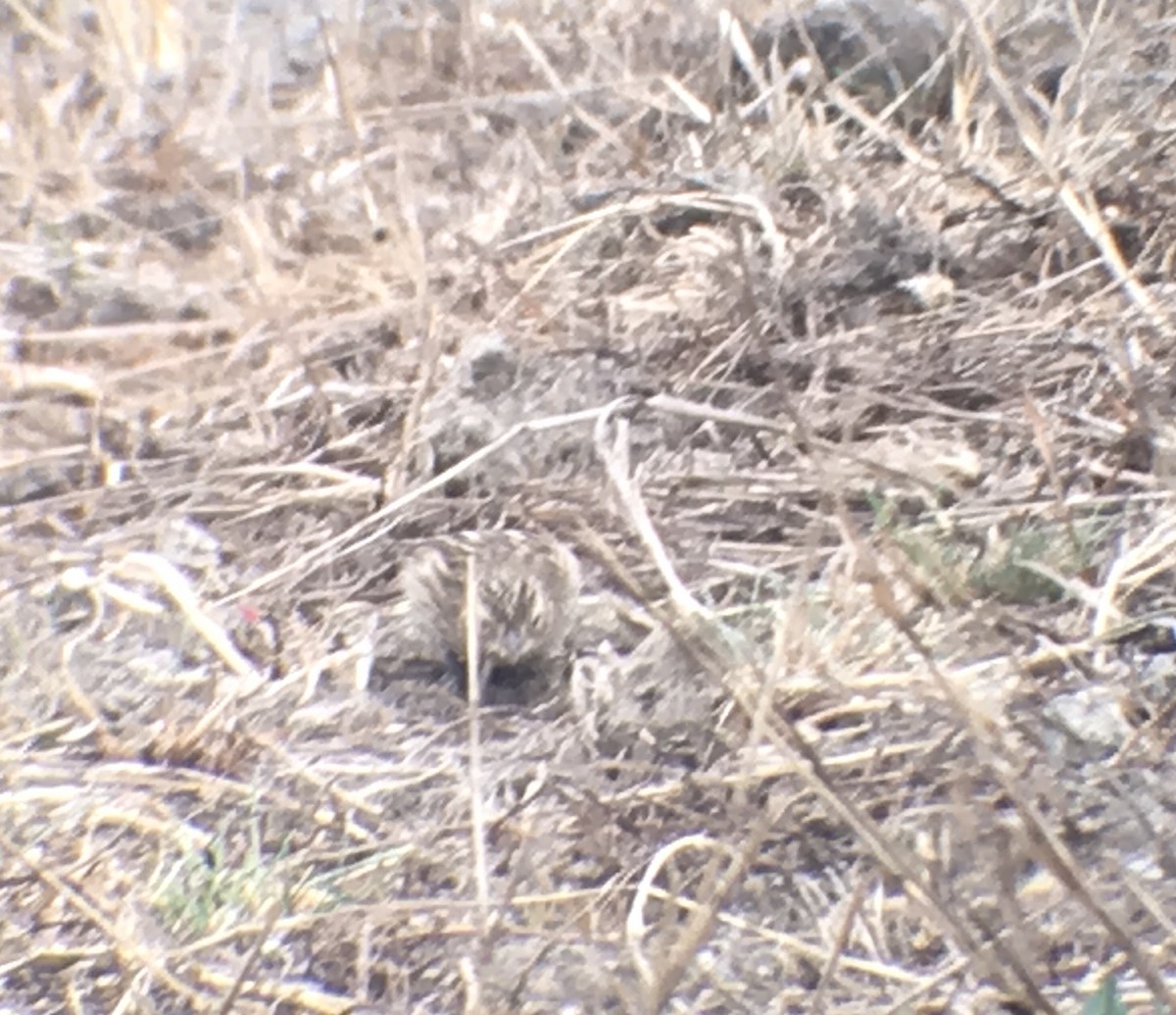 eBird Checklist - 17 Oct 2018 - Arcata Bottoms--V St. Loop - 16 species