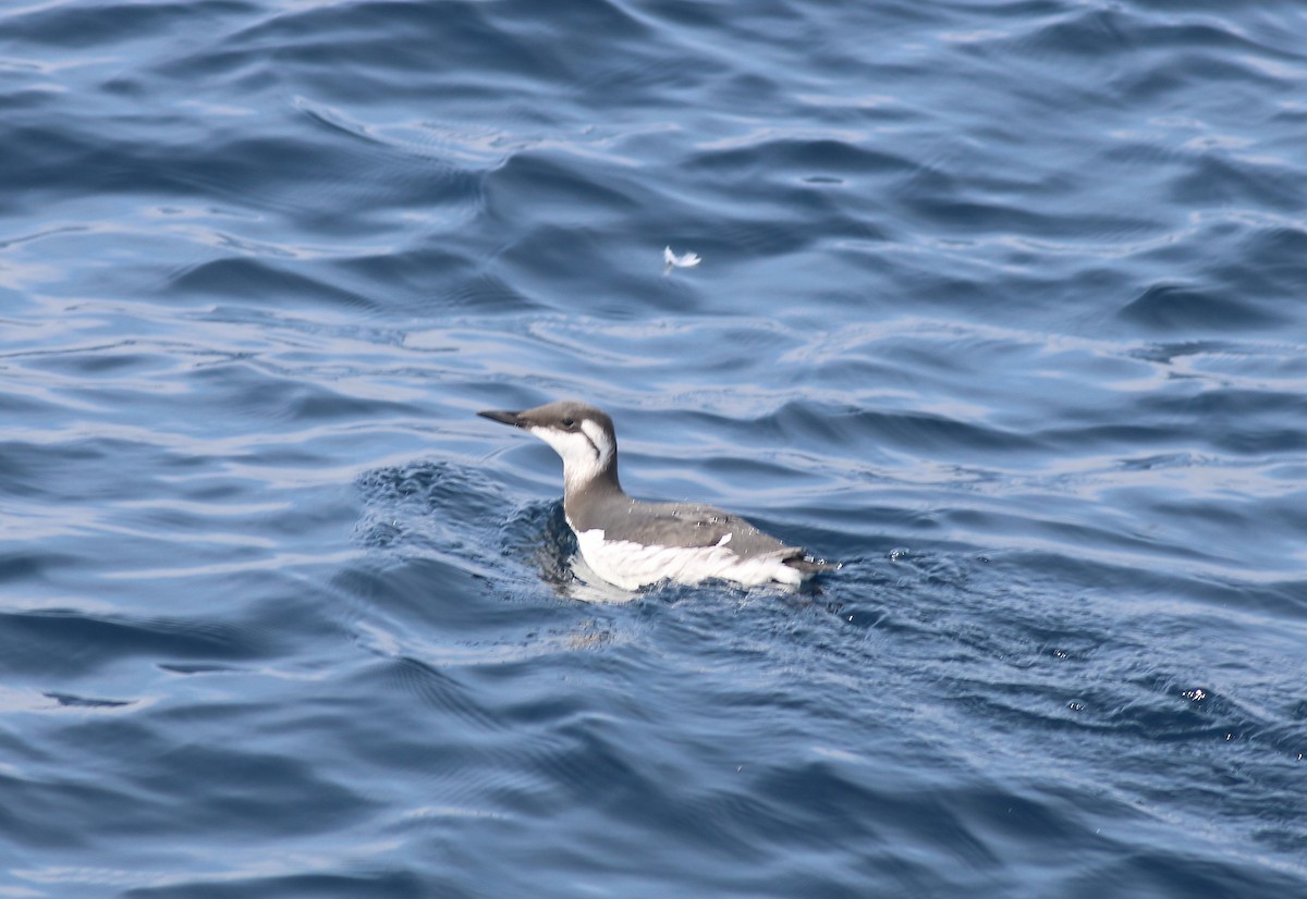 eBird Checklist - 6 Oct 2018 - Pelagic. Island Packers. Leg 3. 34.04464 ...